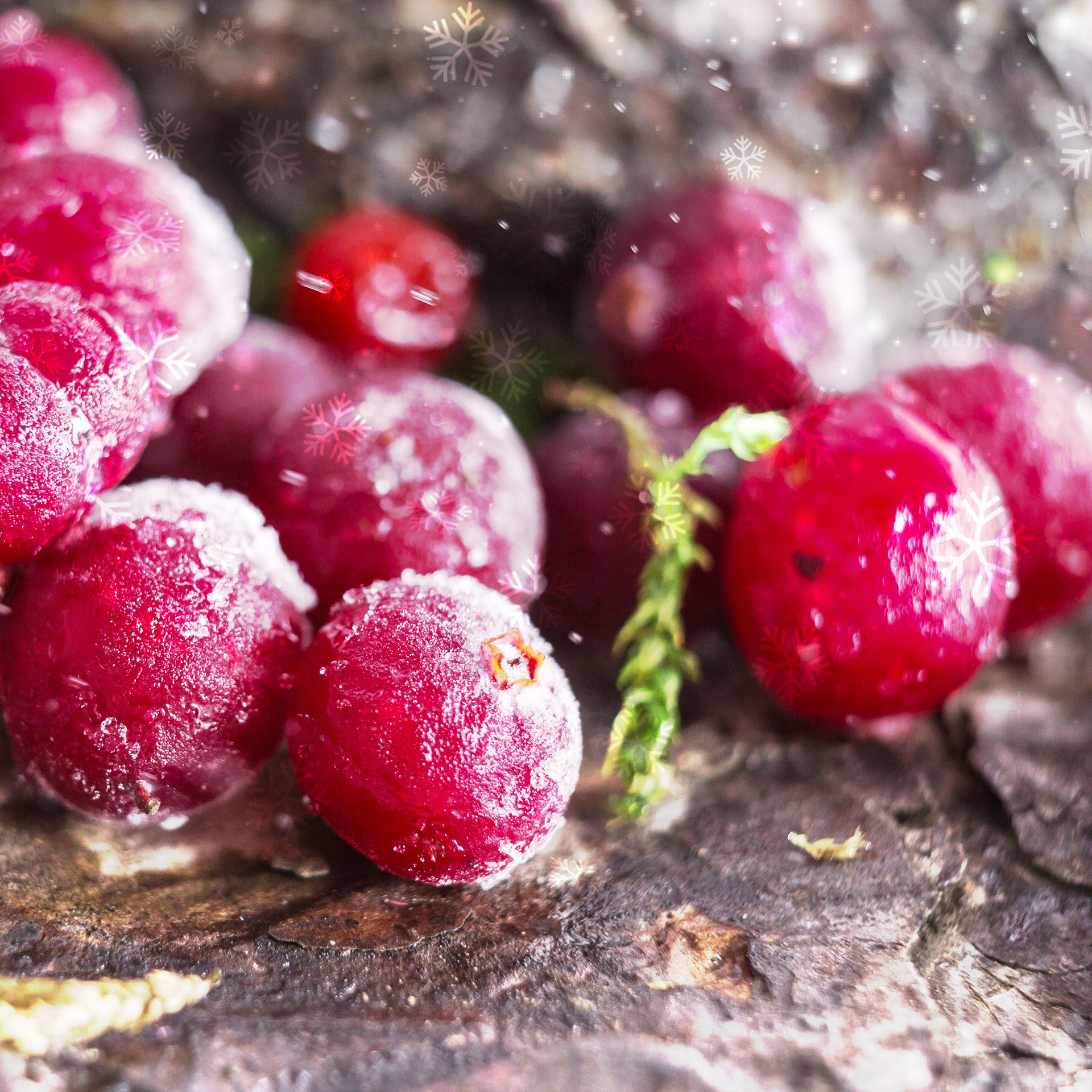 Snowberries Fragrance Oil – Voyageur Soap & Candle